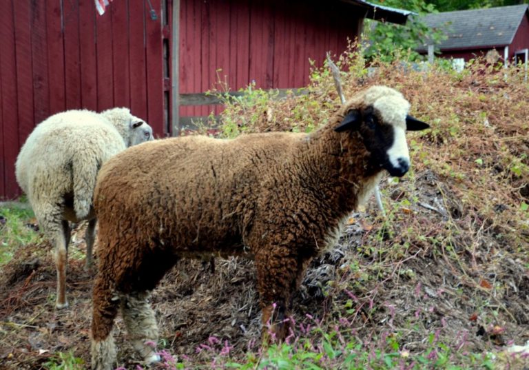 Flystrike Treatment for Livestock and Poultry - Countryside